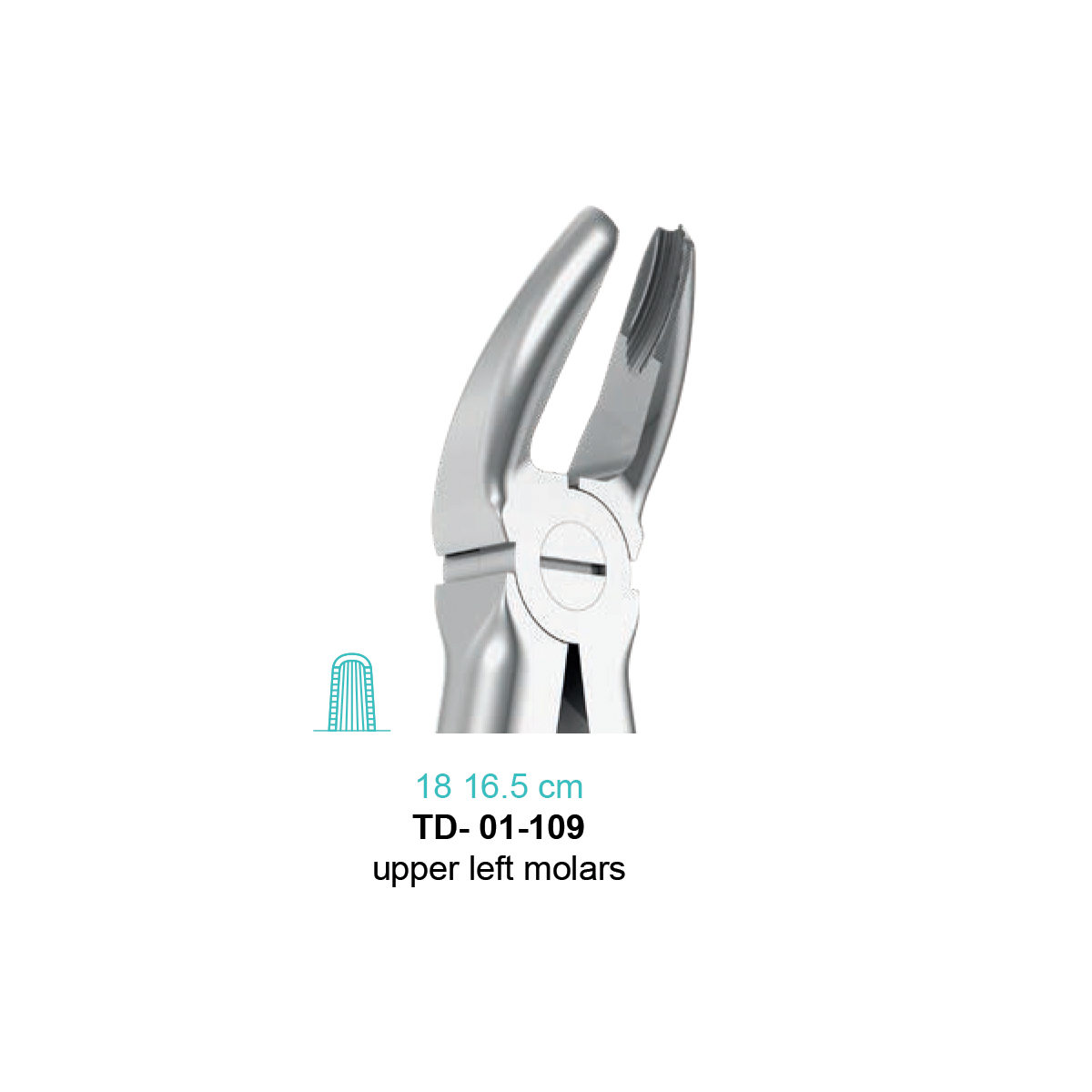 Extracting Forceps – Telo Dent Instruments